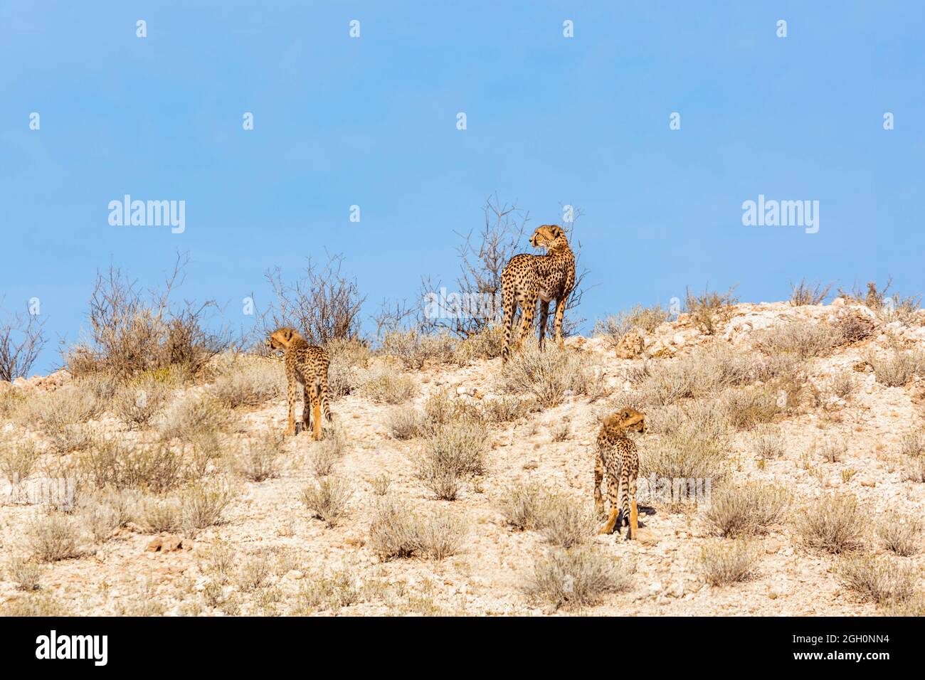 Cheetah female and two cubs walking up a sand dune in Kgalagadi ...