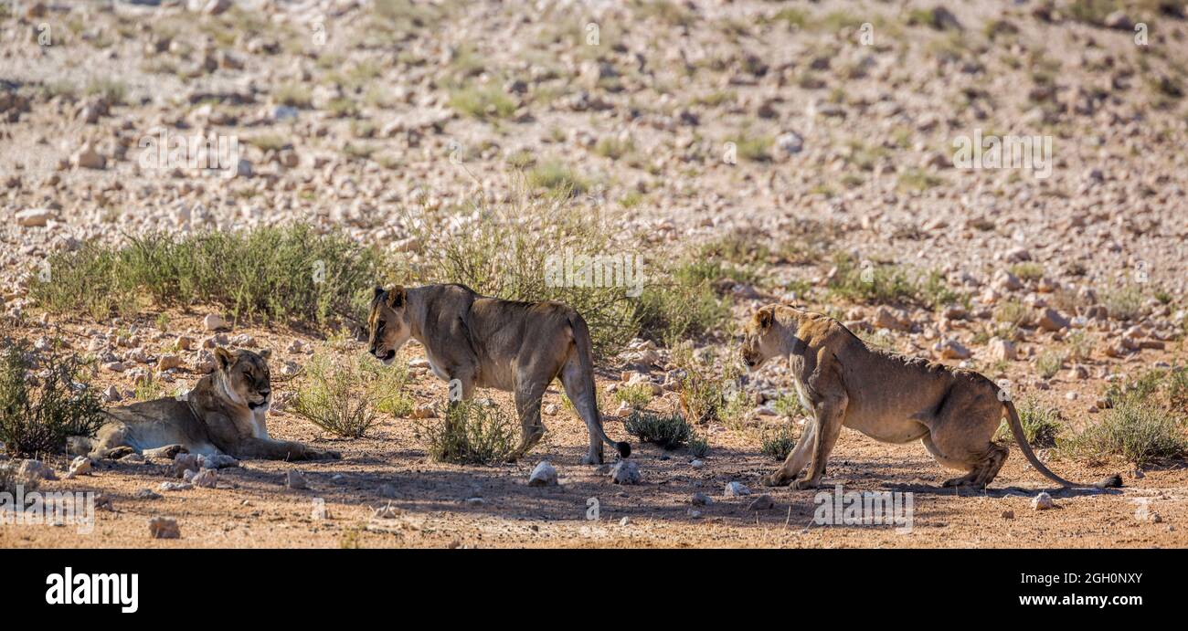 Three African lioness resting in shadow in Kgalagadi transfrontier park ...