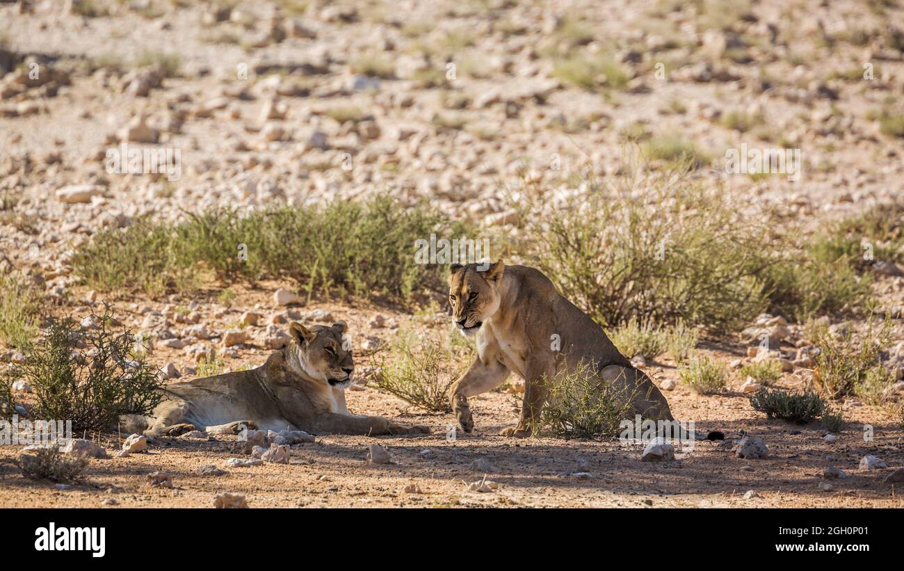 Two African lioness resting in shadow in Kgalagadi transfrontier park ...