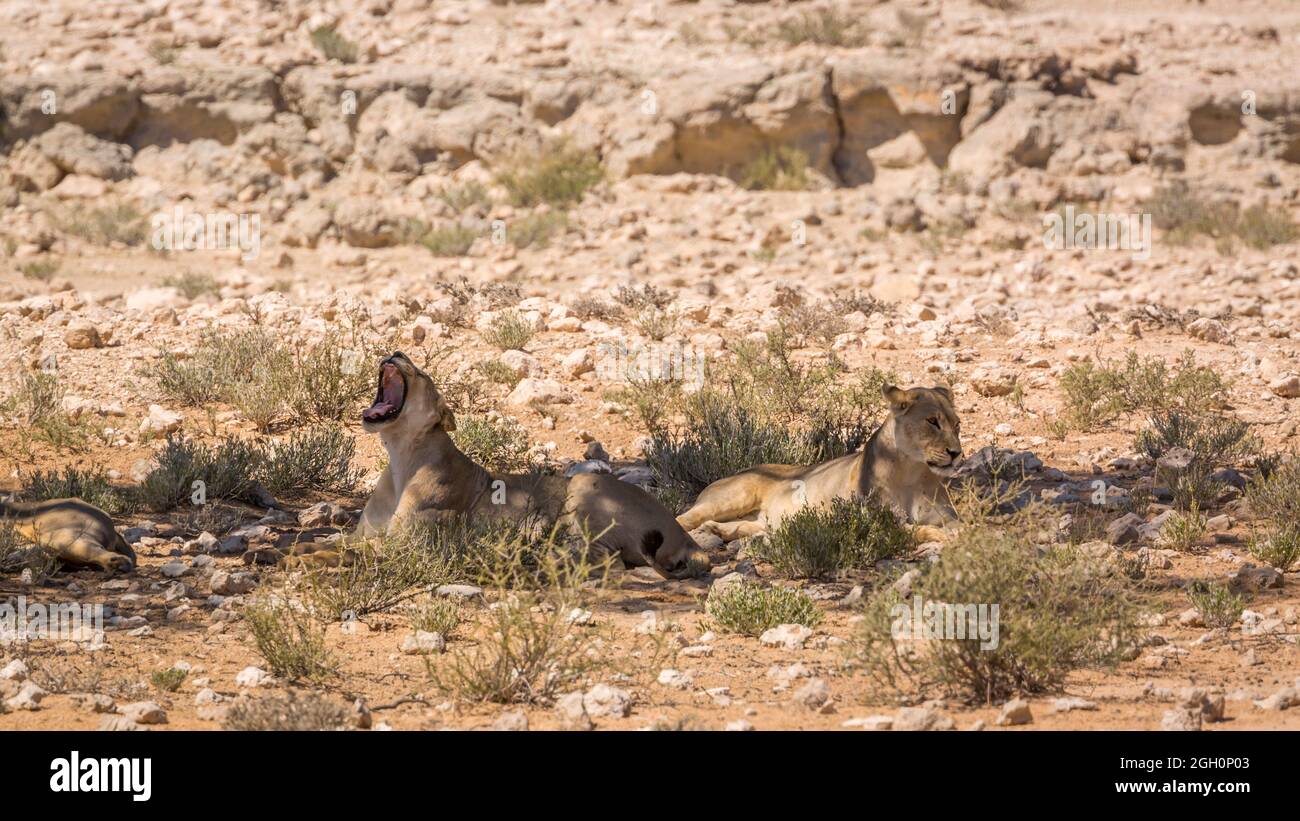 Two African lioness lying down under shadow and yawning in Kgalagadi ...