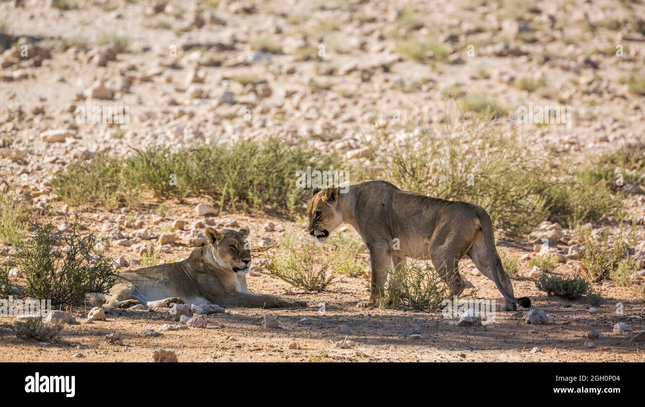 Two African lioness resting in shadow in Kgalagadi transfrontier park ...