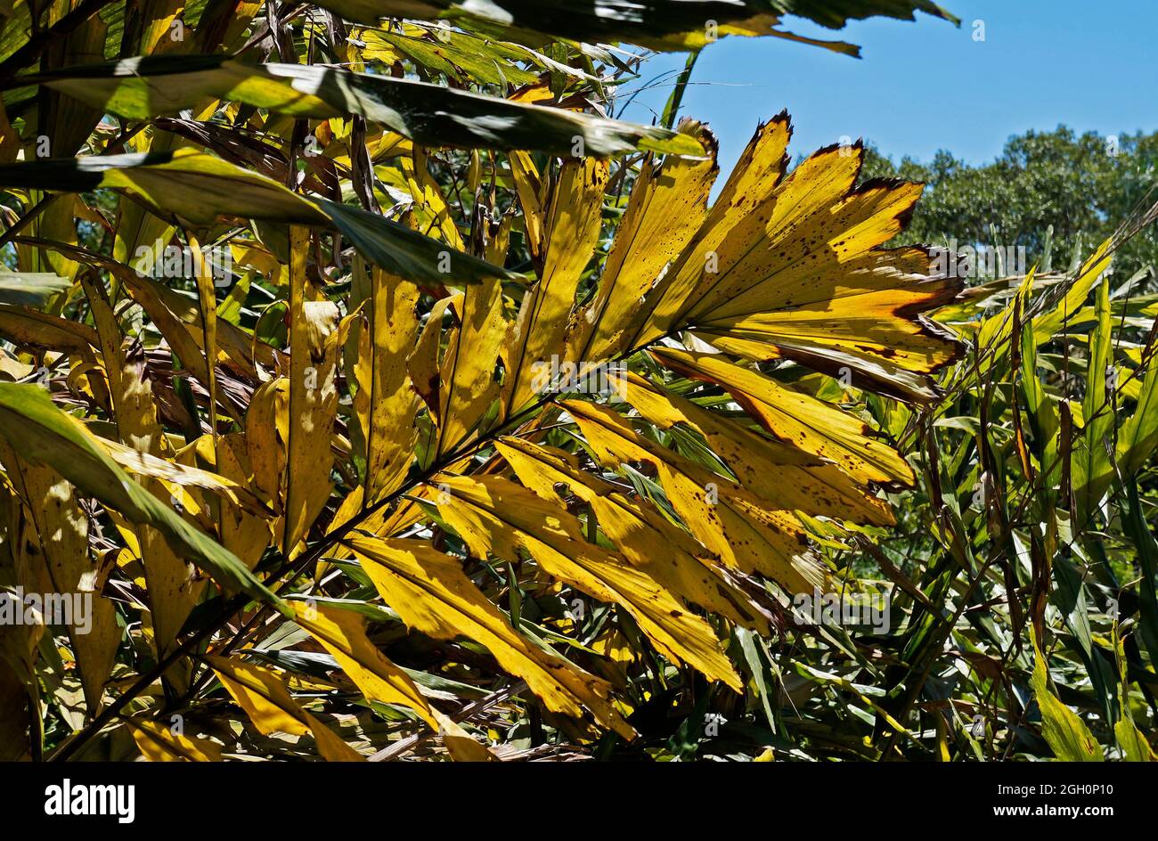 Tropical rainforest leaf hi-res stock photography and images - Alamy
