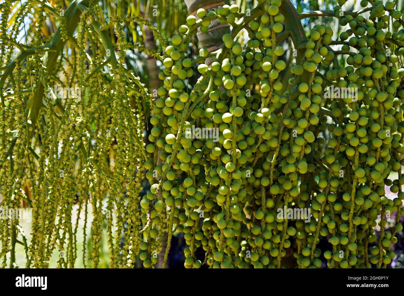 Palm tree flowers and fruits, Minas Gerais, Brazil Stock Photo - Alamy
