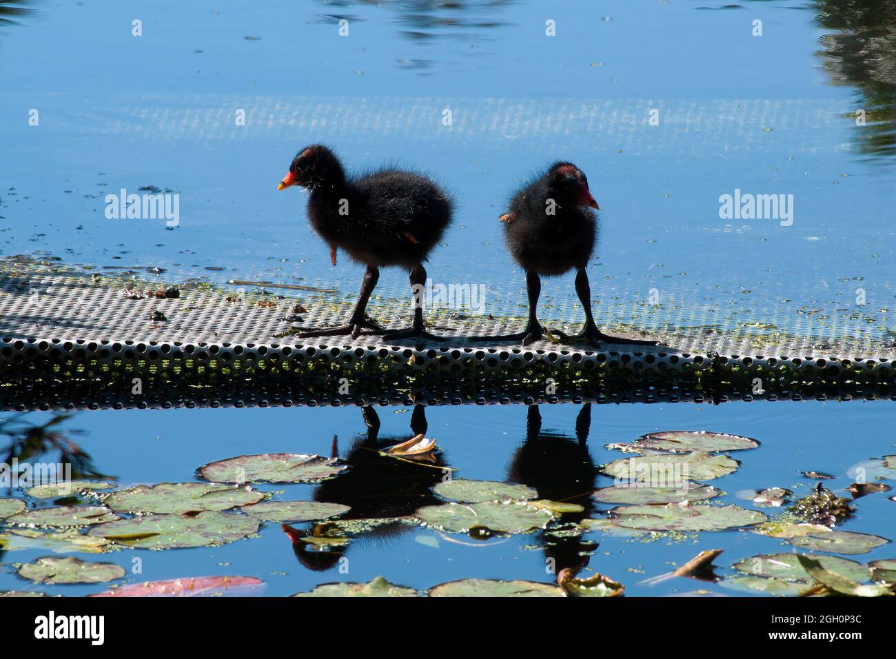 Sydney Australia, two dusky moorhen chicks standing on metal waste in ...