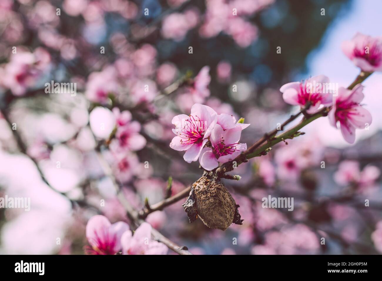 close-up of pink nectarine tree blossoms outdoor in beautiful backyard ...