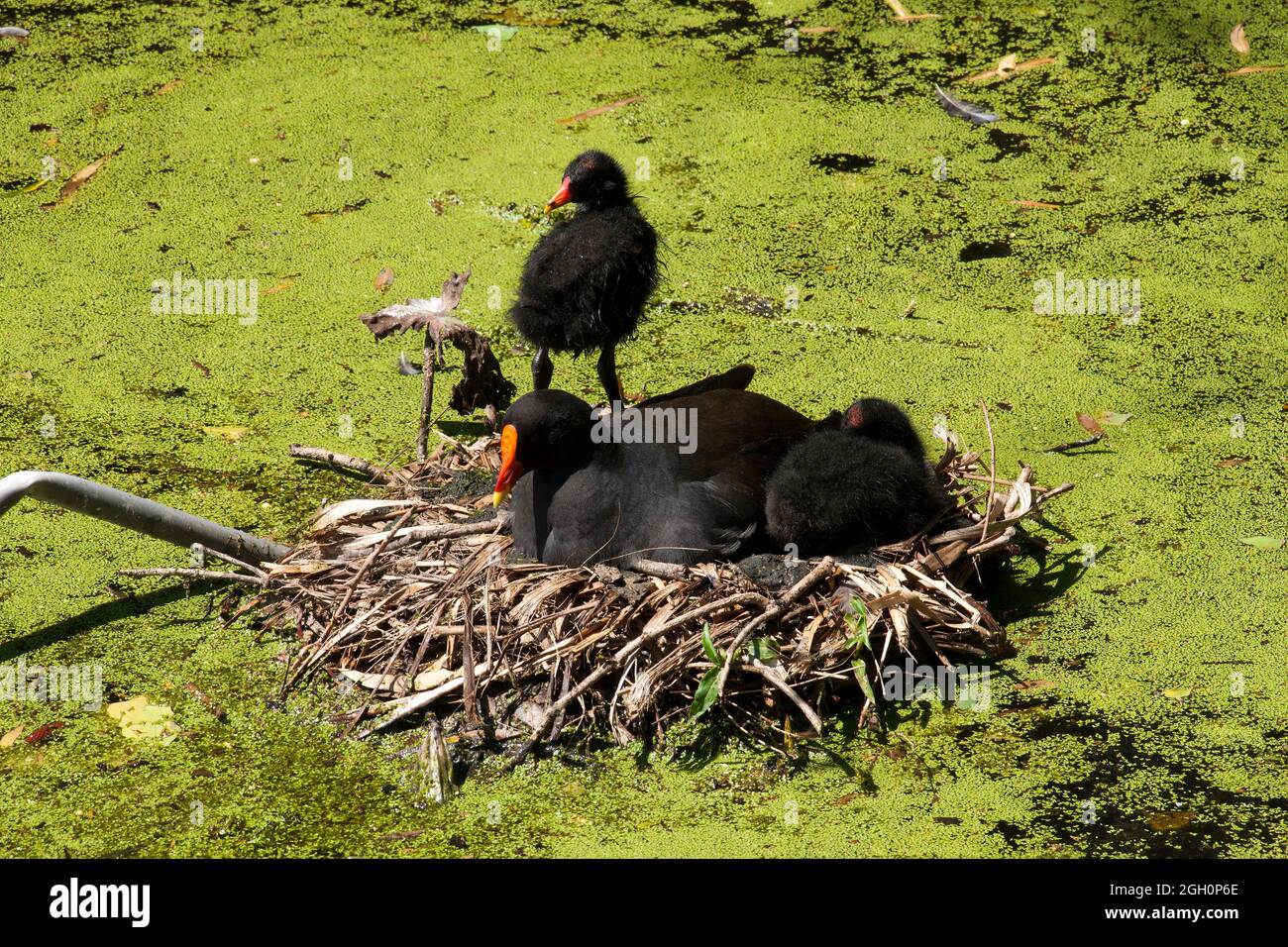 Sydney Australia, Dusky moorhen with chicks on nest Stock Photo - Alamy