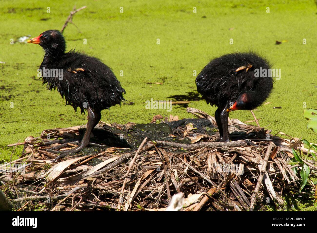 Sydney Australia, two dusky moorhen chicks standing on nest Stock Photo ...