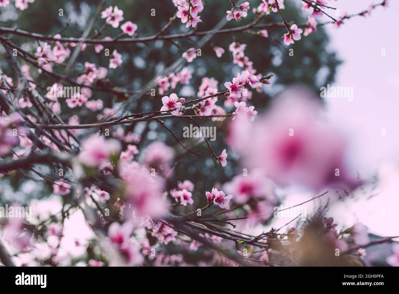 close-up of pink nectarine tree blossoms outdoor in beautiful backyard ...