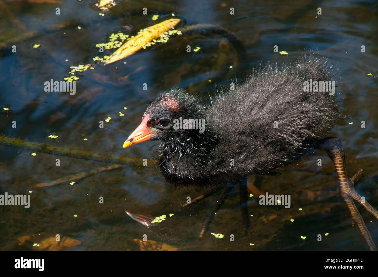 Sydney Australia, dusky moorhen chick swimming in pond Stock Photo - Alamy