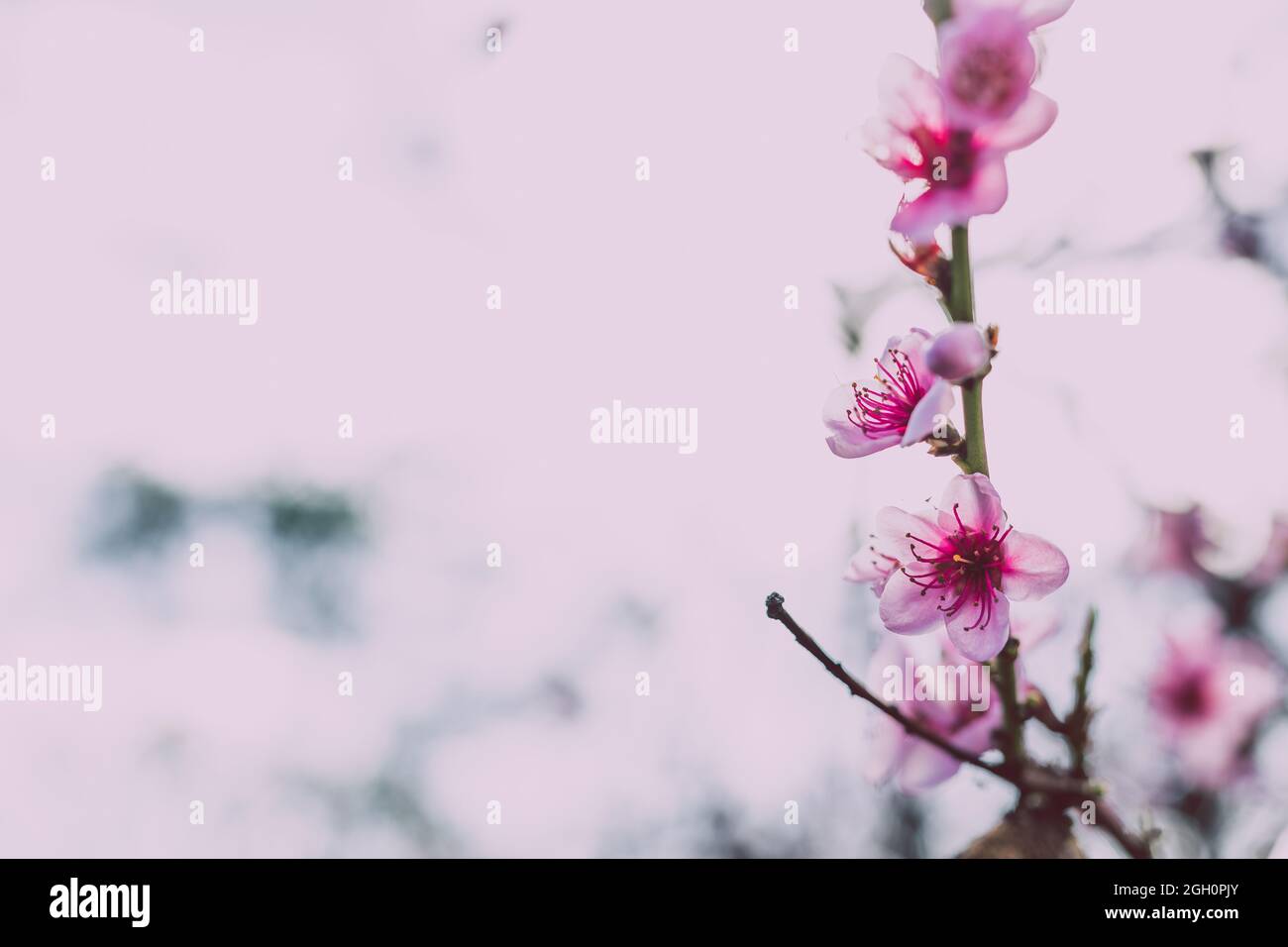 close-up of pink nectarine tree blossoms outdoor in beautiful backyard ...