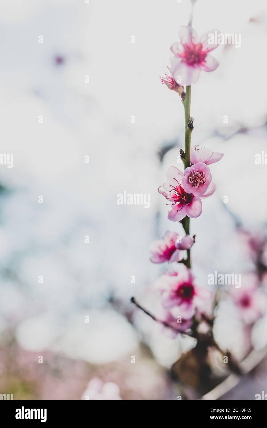 close-up of pink nectarine tree blossoms outdoor in beautiful backyard ...