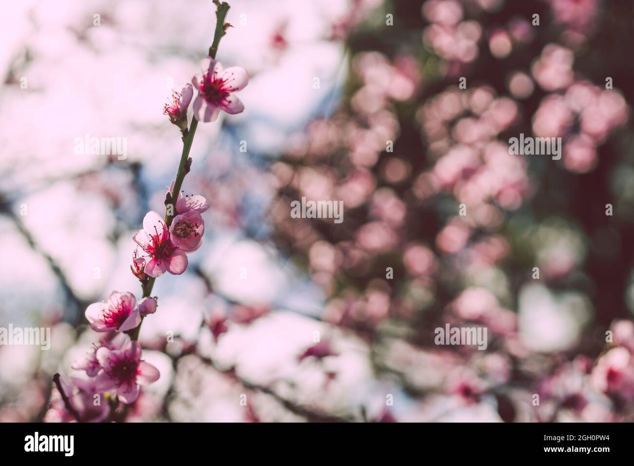 close-up of pink nectarine tree blossoms outdoor in beautiful backyard ...
