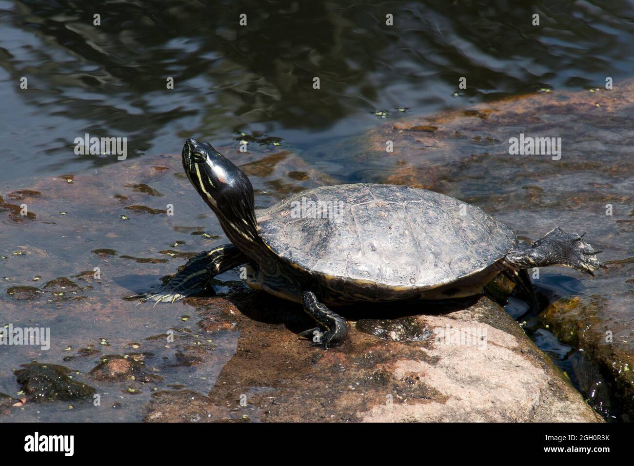 Sydney Australia, western painted turtle sunbaking on stone blocks in ...