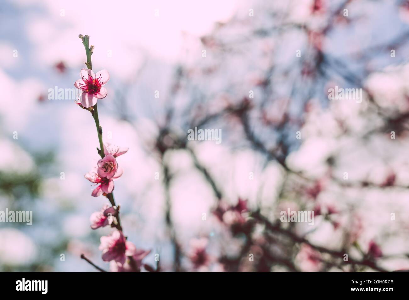 close-up of pink nectarine tree blossoms outdoor in beautiful backyard ...