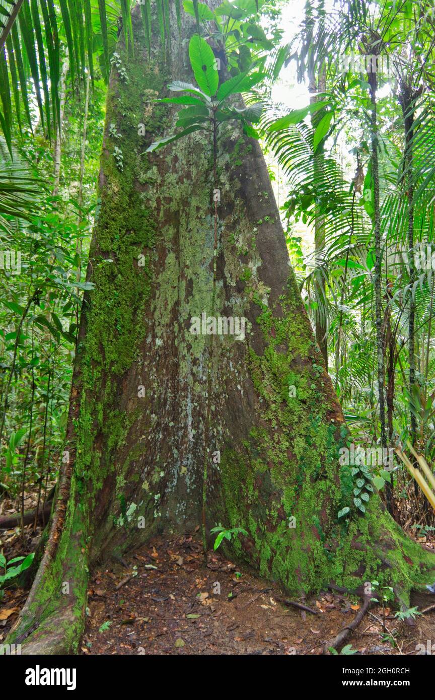 Amazon rainforest brazil landscape hi-res stock photography and images ...