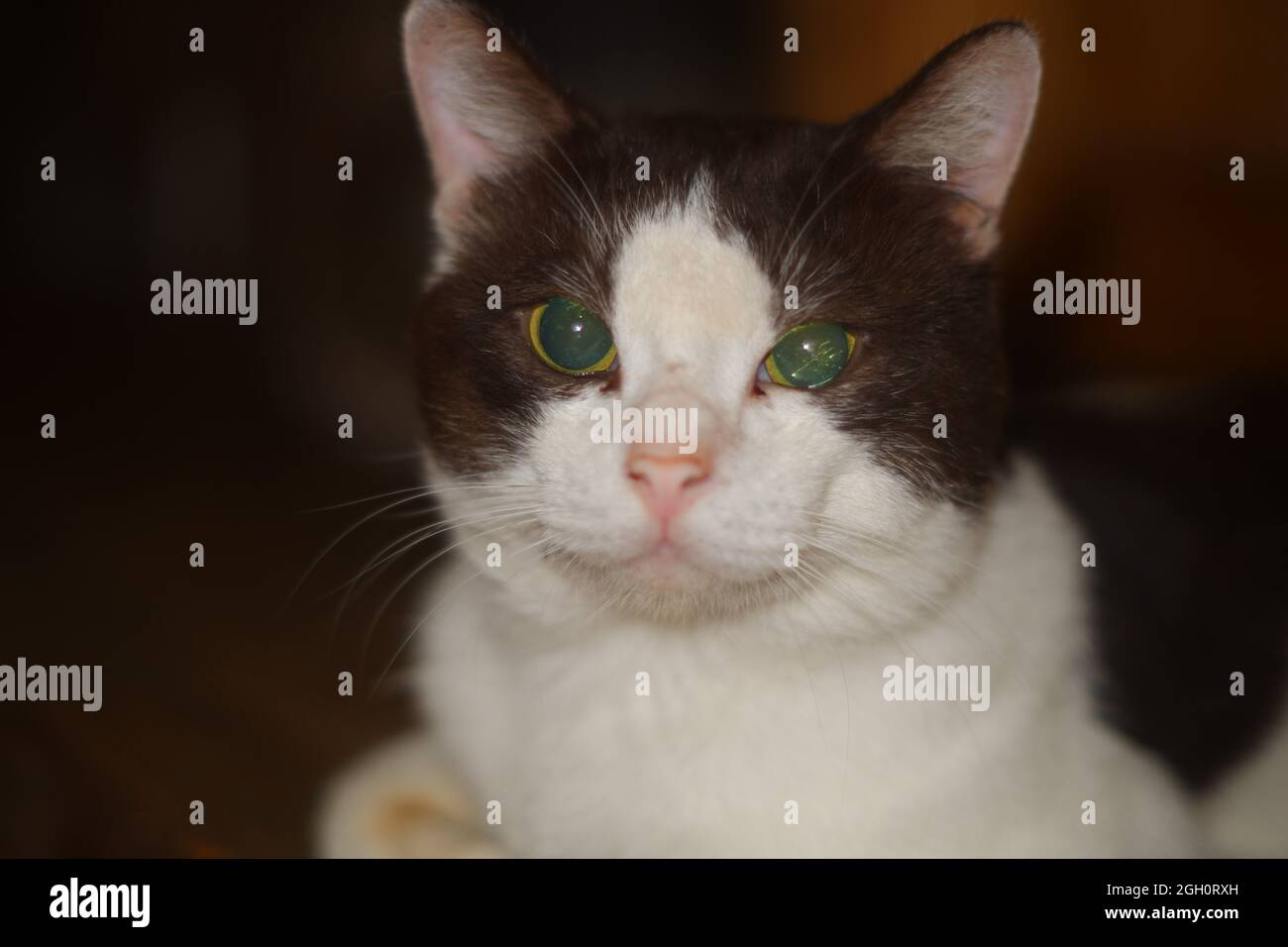 Young good looking handsome cat boy Stock Photo - Alamy