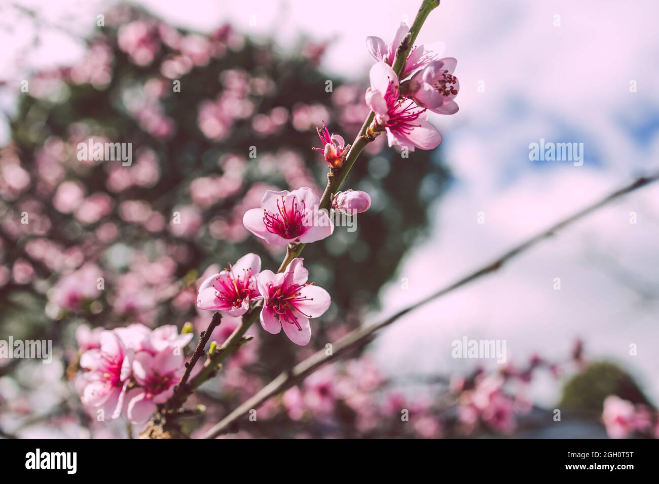 close-up of pink nectarine tree blossoms outdoor in beautiful backyard ...