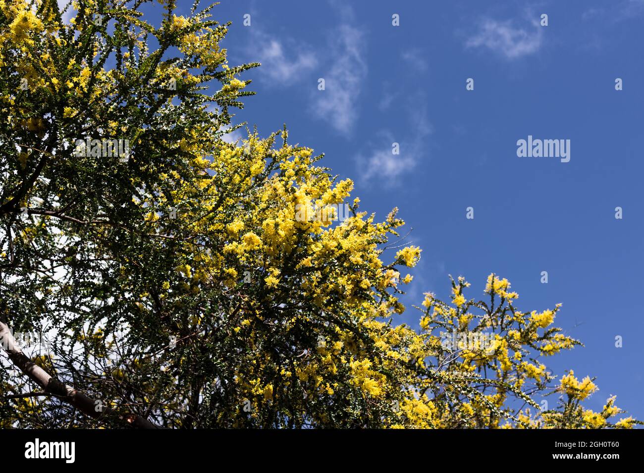 native Australian wattle tree in bloom with the typical round yellow ...