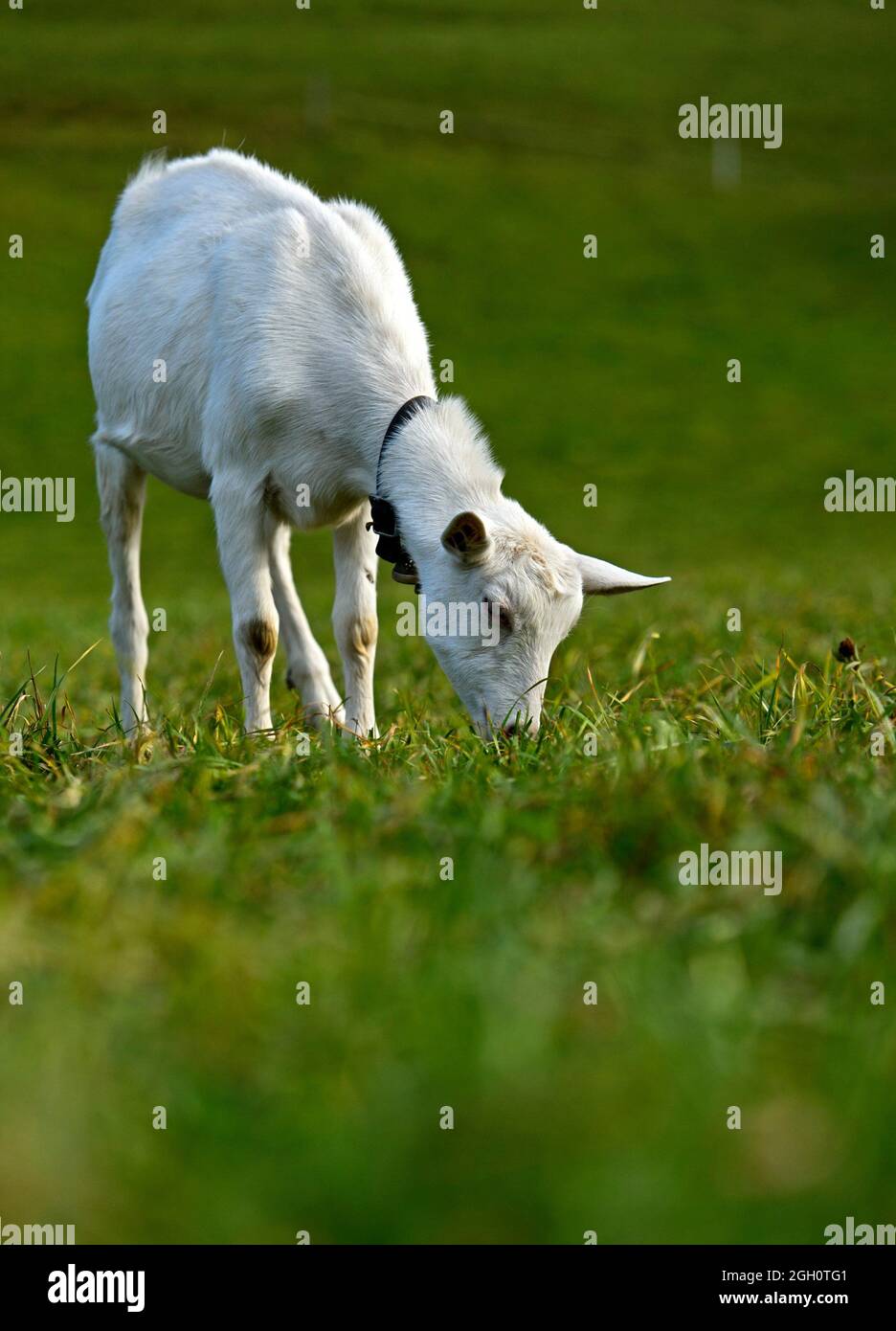 White Saanen Goat High Resolution Stock Photography and Images - Alamy