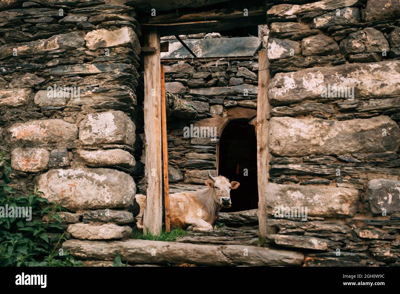 Stone cow shed hi-res stock photography and images - Alamy