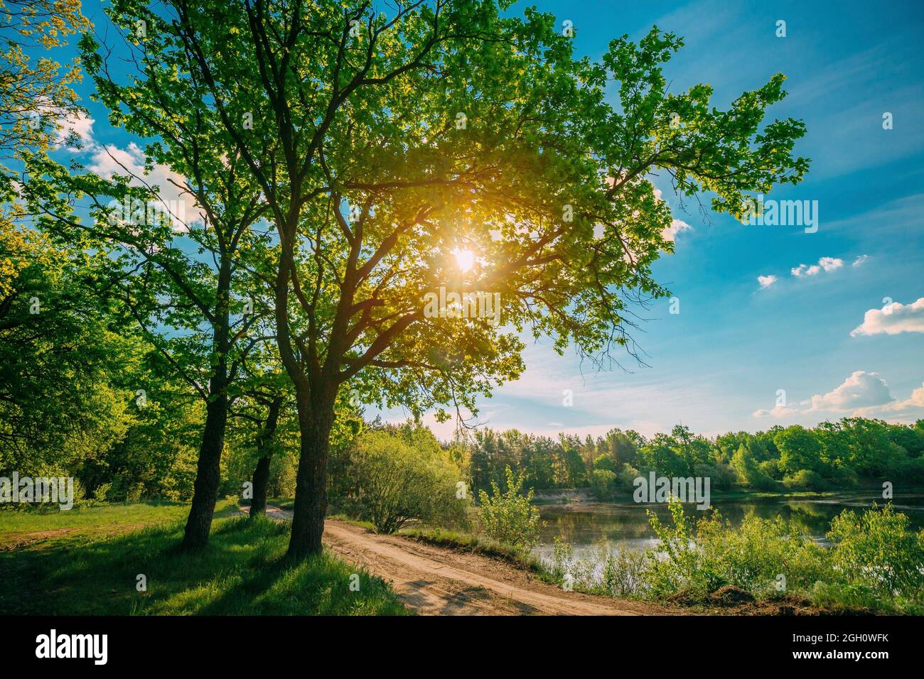 Countryside Road Path Walkway Through Summer Deciduous Forest Park ...