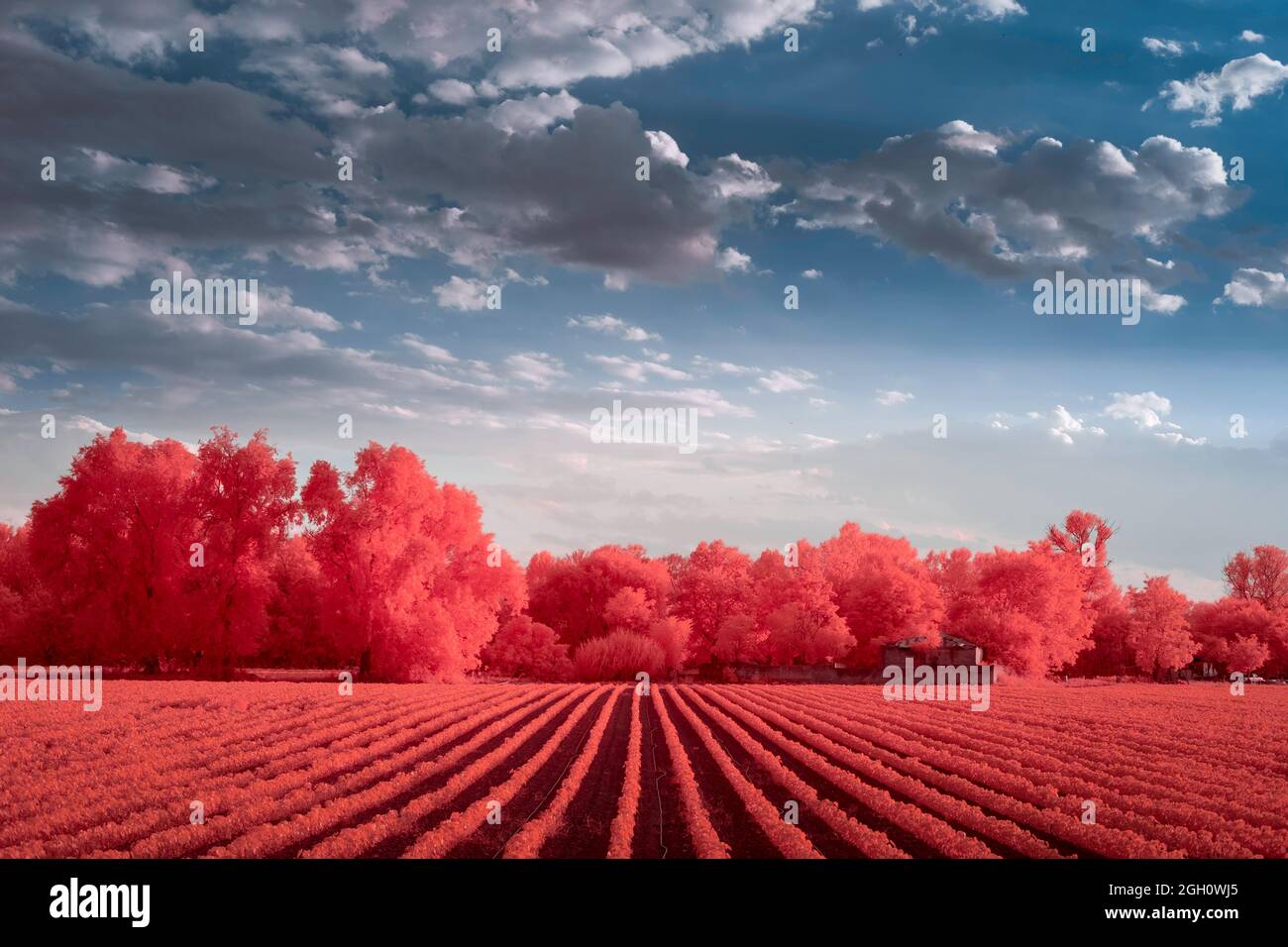 Infrared landscape with a beautyful cloudy sky Stock Photo - Alamy