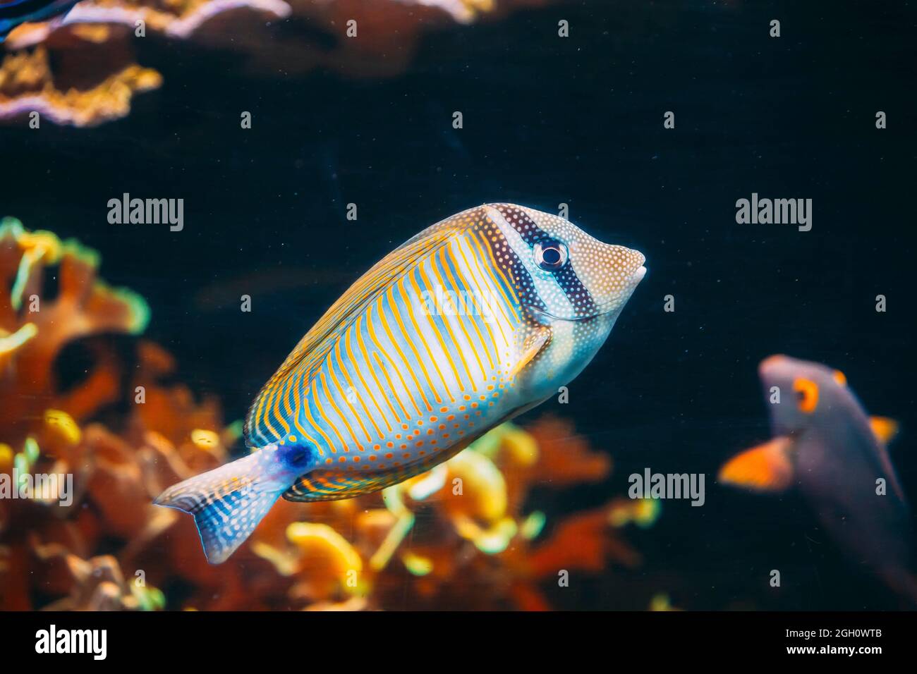 Yellow tang aquarium hi-res stock photography and images - Alamy