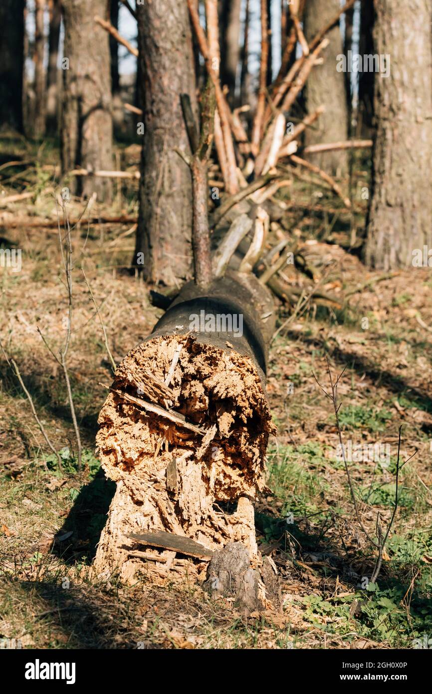 Strong wind tree hi-res stock photography and images - Alamy