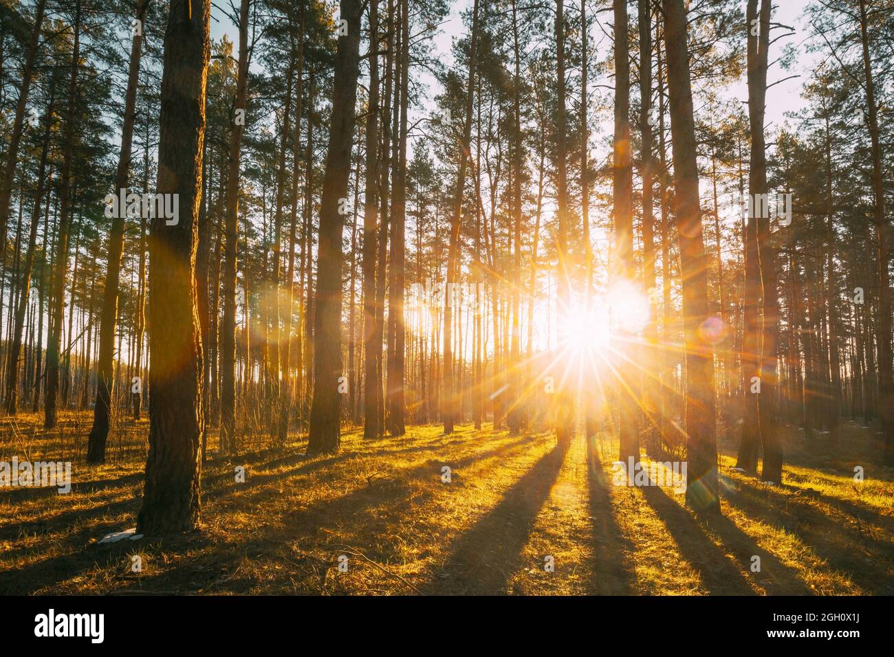 Beautiful Forest Sunset