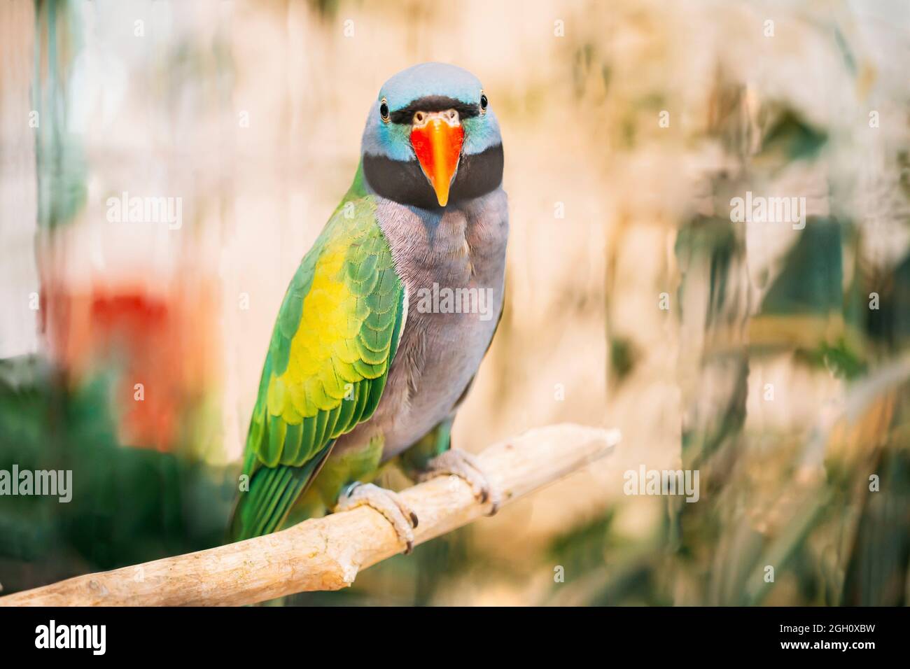 Lord derbys hi-res stock photography and images - Alamy