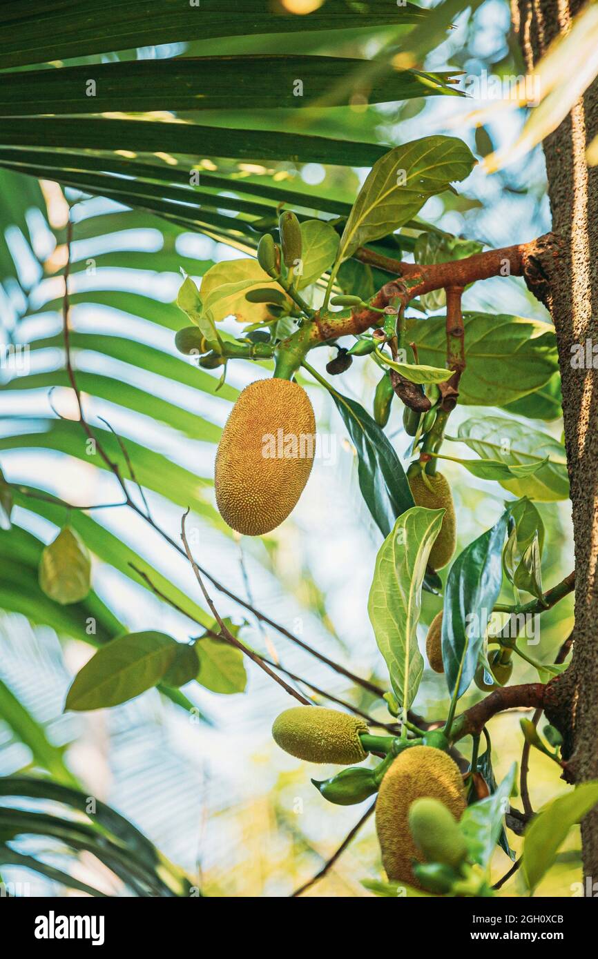 Goa, India. Close View Of Jackfruit On Tree Stock Photo - Alamy