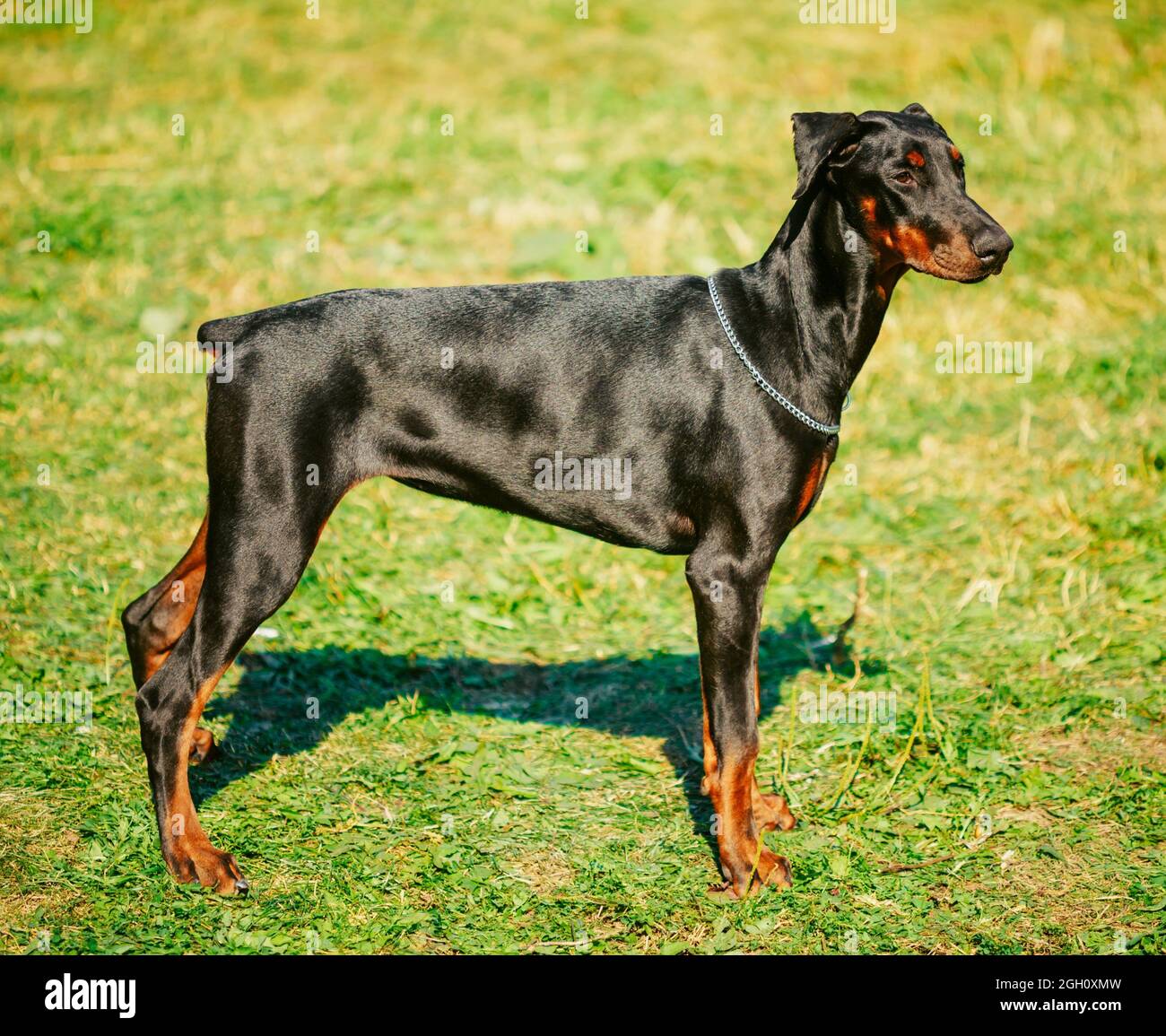 Doberman pinscher standing hi-res stock photography and images - Alamy