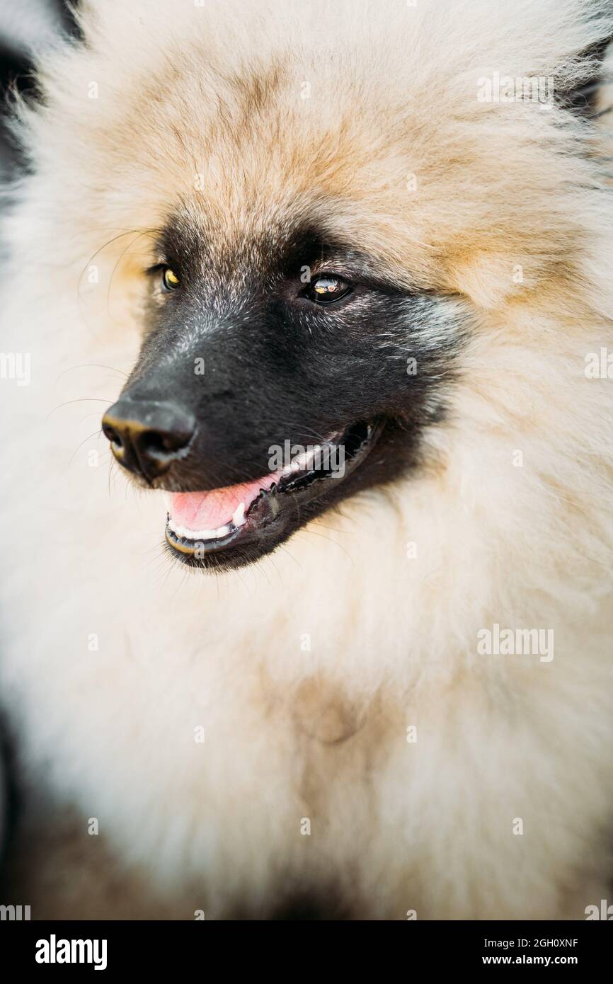 Keeshound hi-res stock photography and images - Alamy