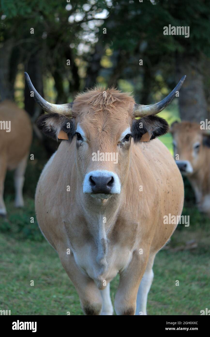 Aubrac breed cow in its meadow in Auvergne, Puy-de-Dome Stock Photo - Alamy