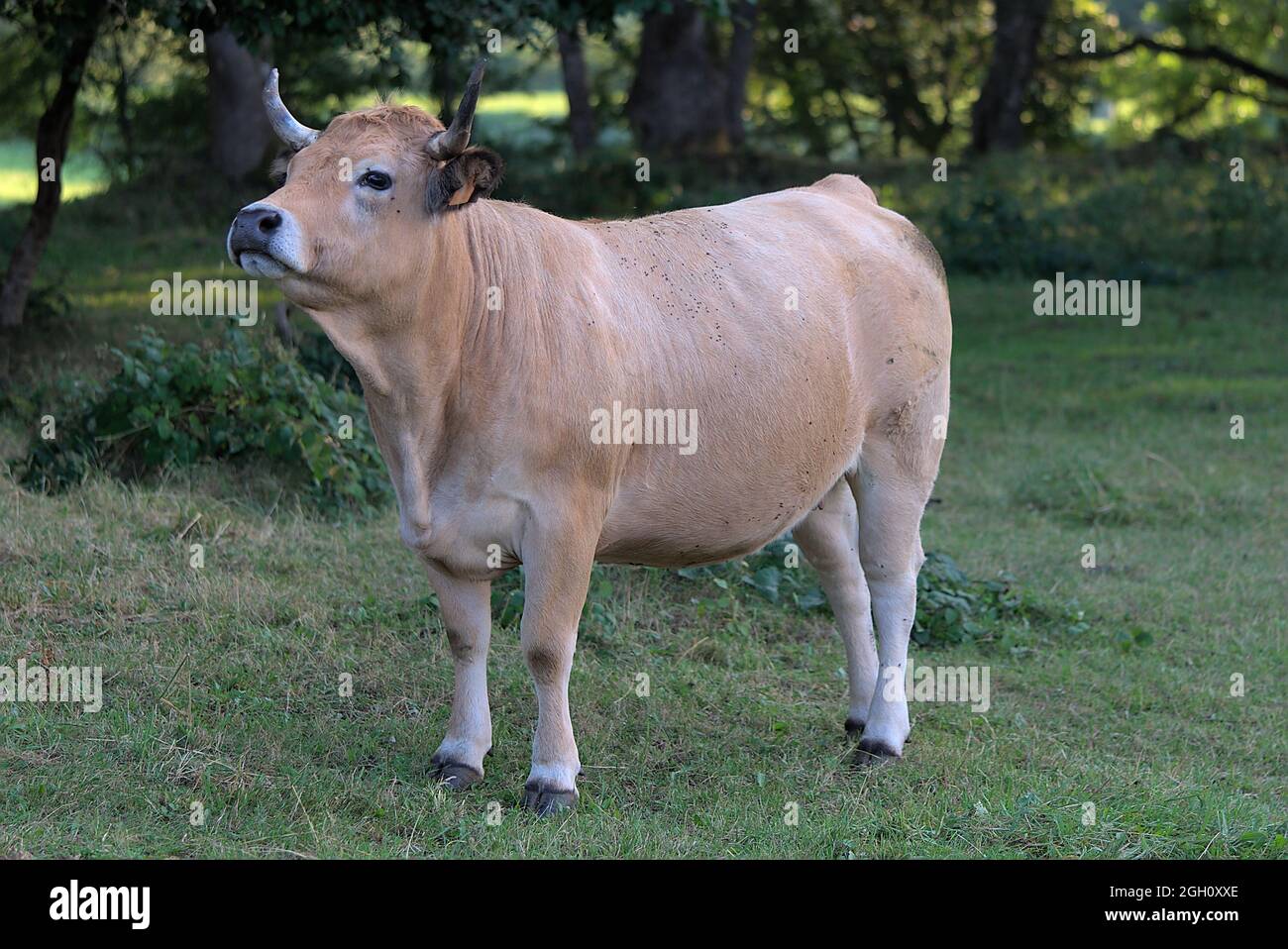 Aubrac breed cow in its meadow in Auvergne, Puy-de-Dome Stock Photo - Alamy