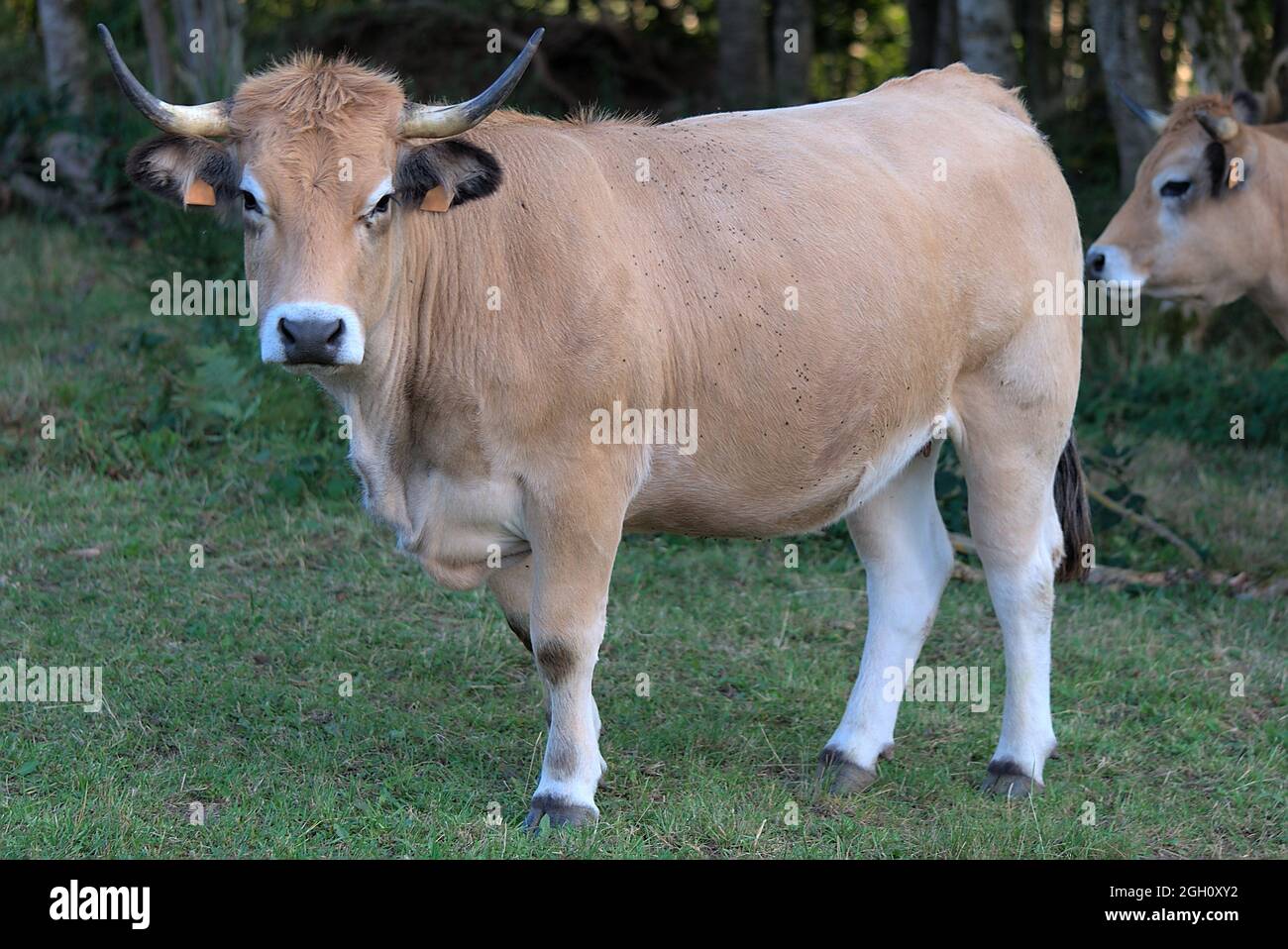 Aubrac breed cow in its meadow in Auvergne, Puy-de-Dome Stock Photo - Alamy