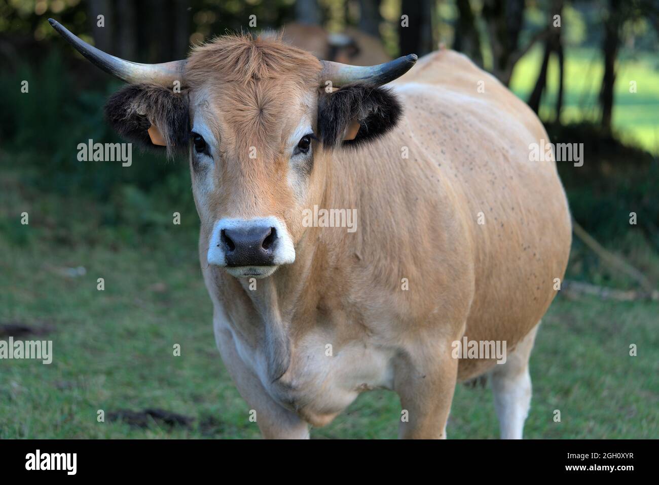 Aubrac breed cow in its meadow in Auvergne, Puy-de-Dome Stock Photo - Alamy
