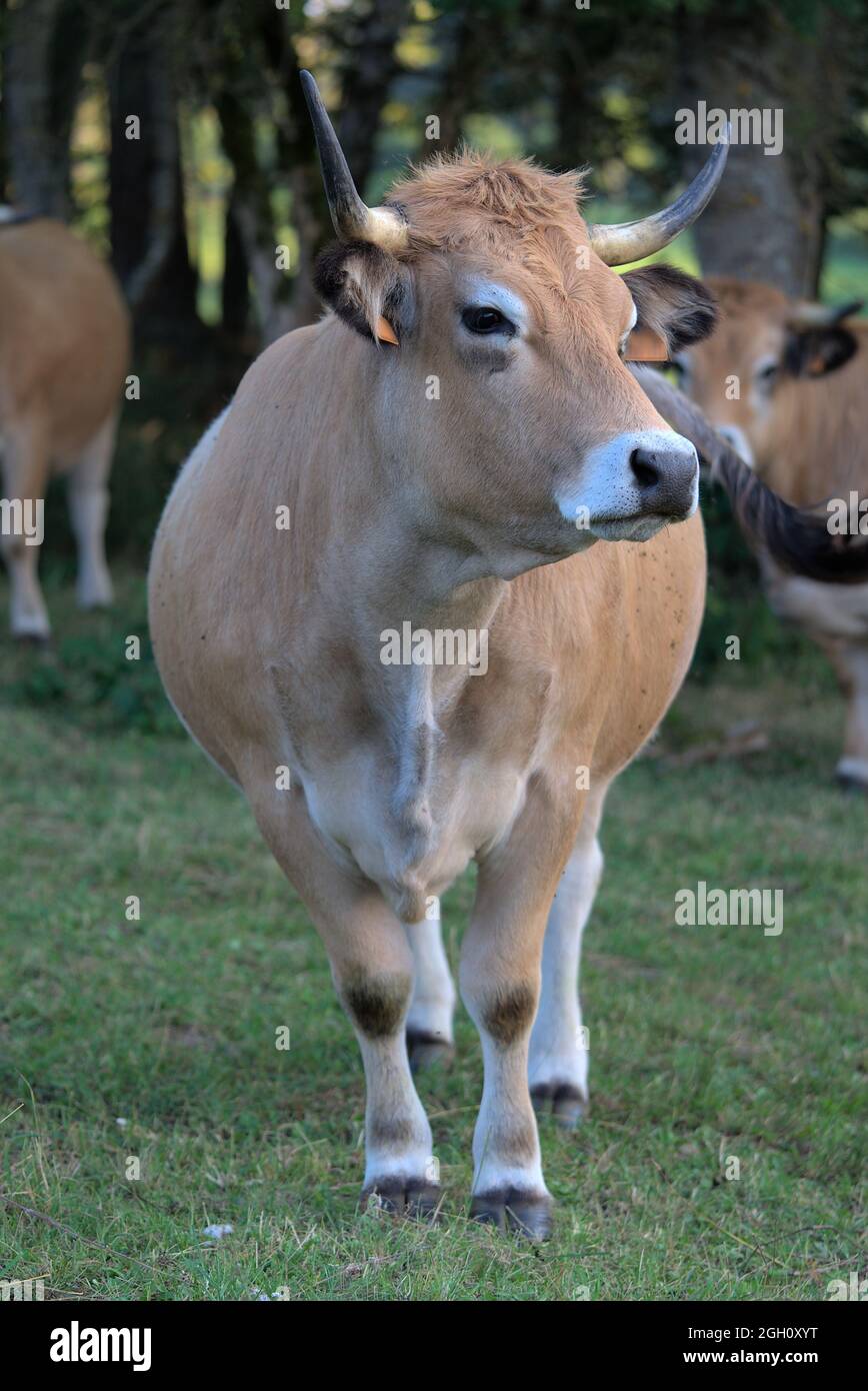 Aubrac breed cow in its meadow in Auvergne, Puy-de-Dome Stock Photo - Alamy