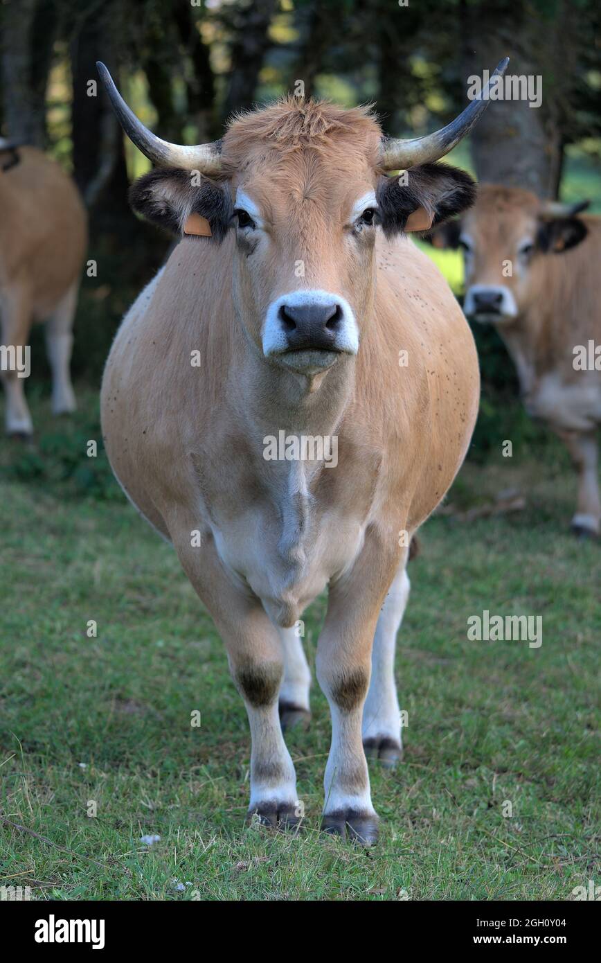 Aubrac breed cow in its meadow in Auvergne, Puy-de-Dome Stock Photo - Alamy