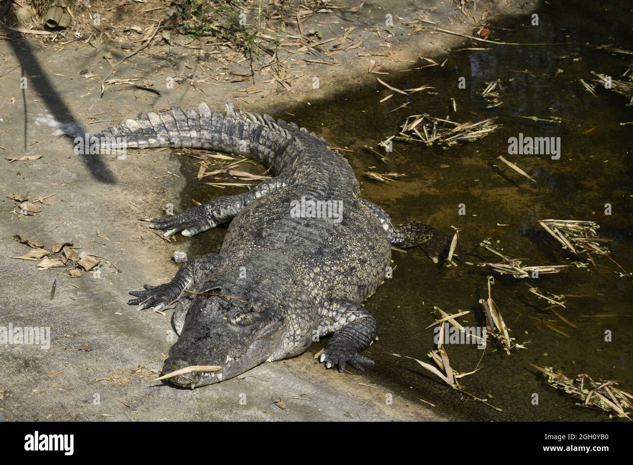 Crocodile in zoo Stock Photo - Alamy