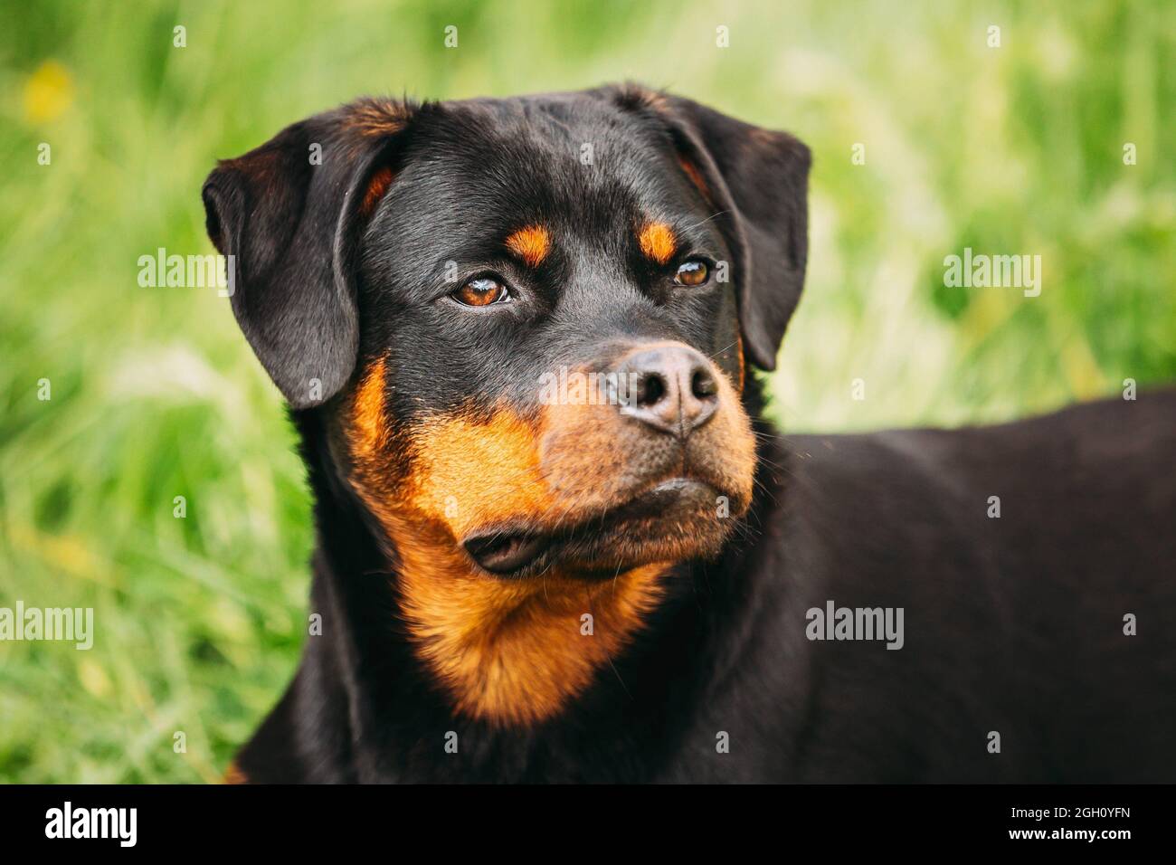 Close Up Rottweiler Puppy High Resolution Stock Photography and Images ...