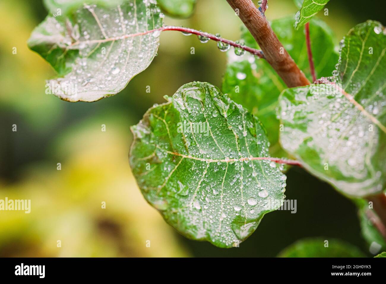 Wet bush hi-res stock photography and images - Alamy