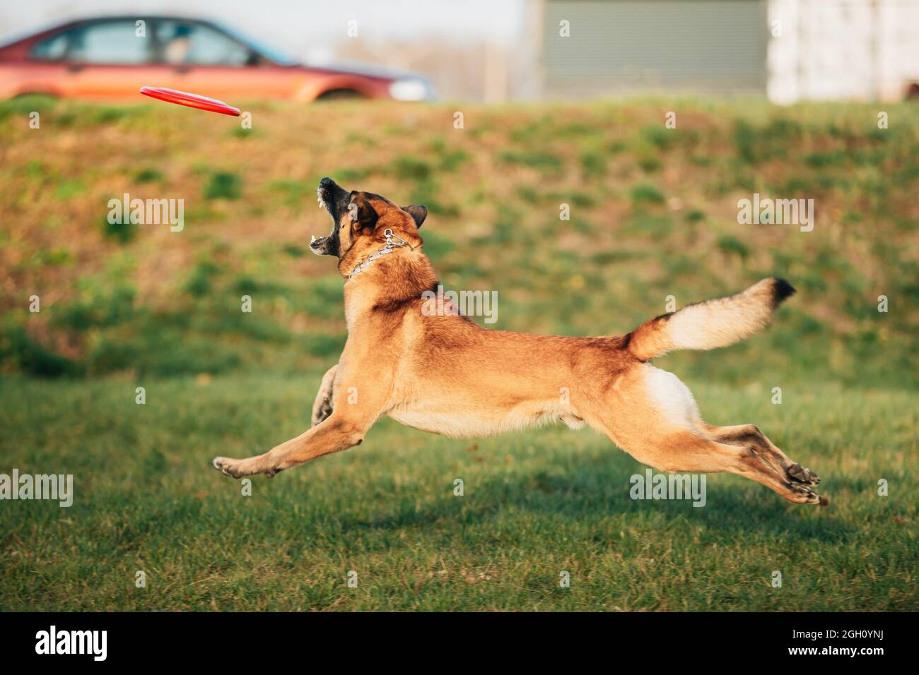 Jumping belgian malinois hi-res stock photography and images - Alamy