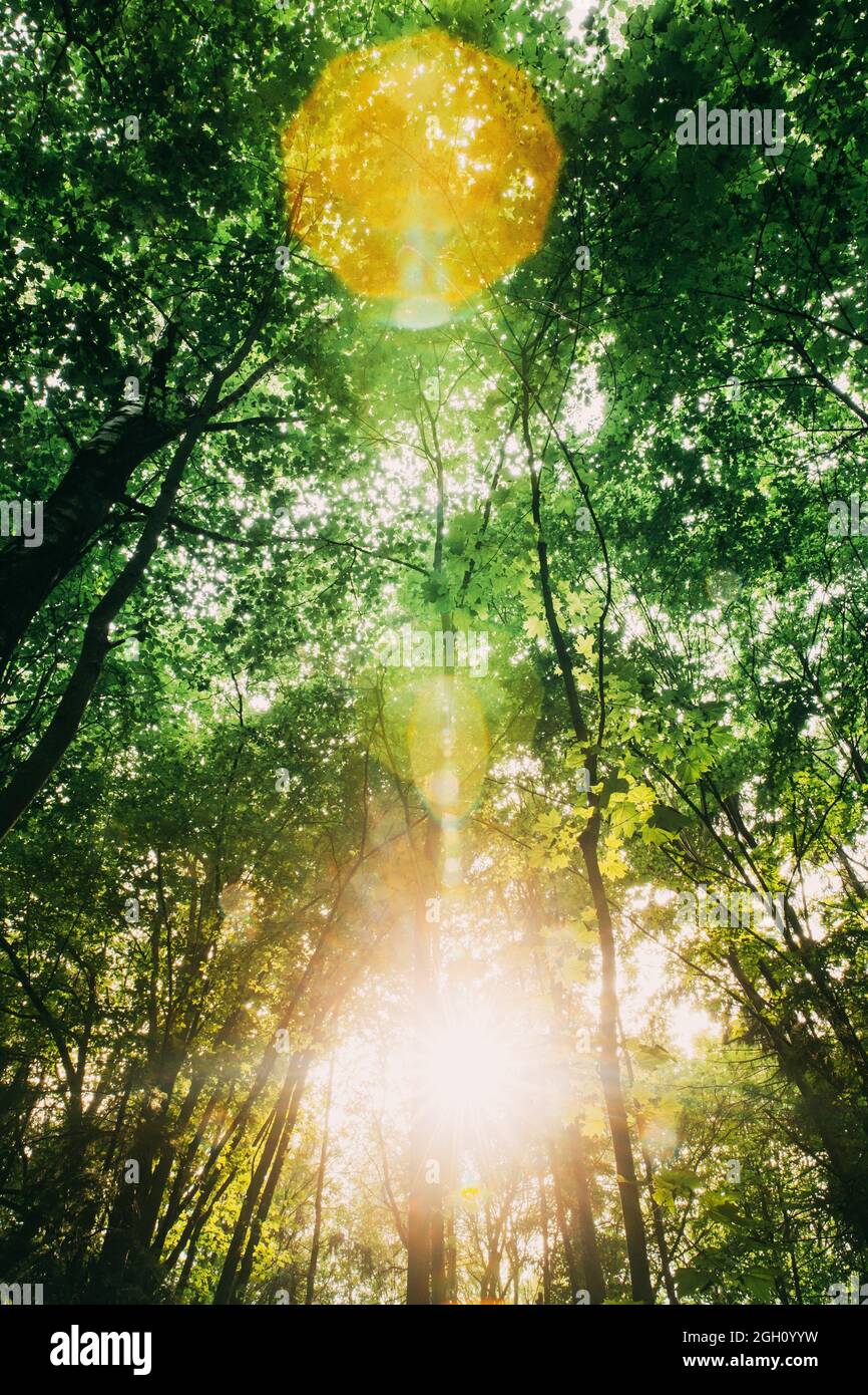 Sunlight through tall trees hi-res stock photography and images - Alamy