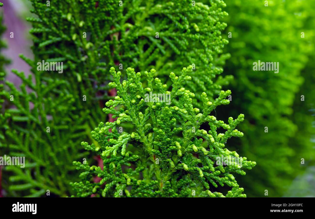 Arborvitaes (Thuja spp.), in shallow focus, evergreen members of the ...