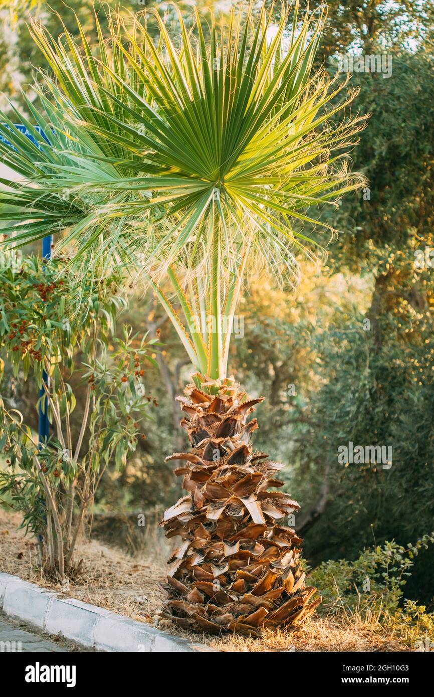 Turkey. Palm Tree Growing In Street In Sunny Summer Day Stock Photo - Alamy