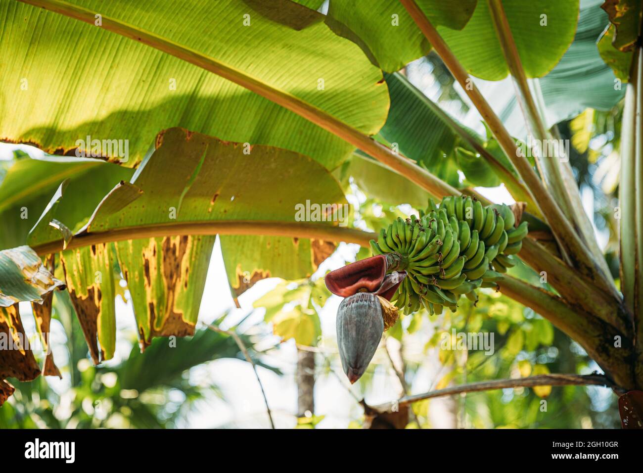 Goa, India. Banana Tree Showing Fruit And Inflorescence Stock Photo - Alamy