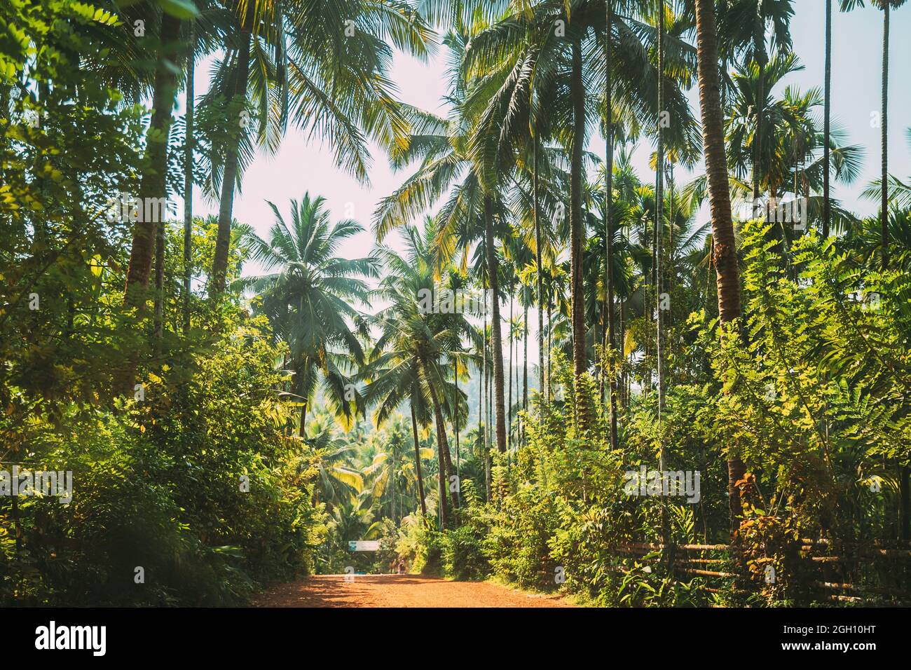 Beautiful tropical palm trees garden india hi-res stock photography and ...