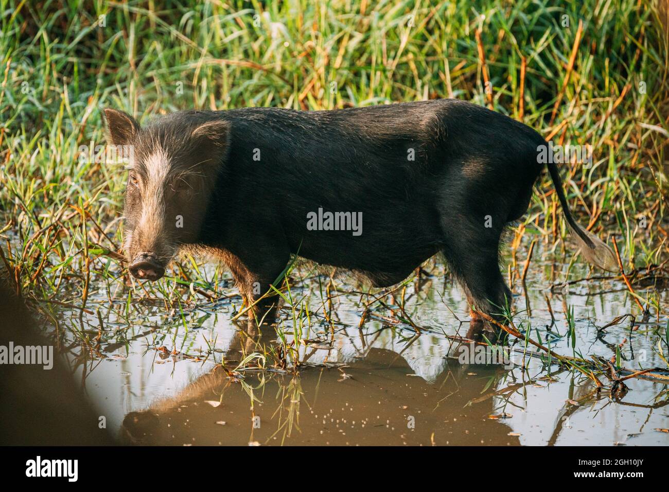 Black pig funny hi-res stock photography and images - Alamy