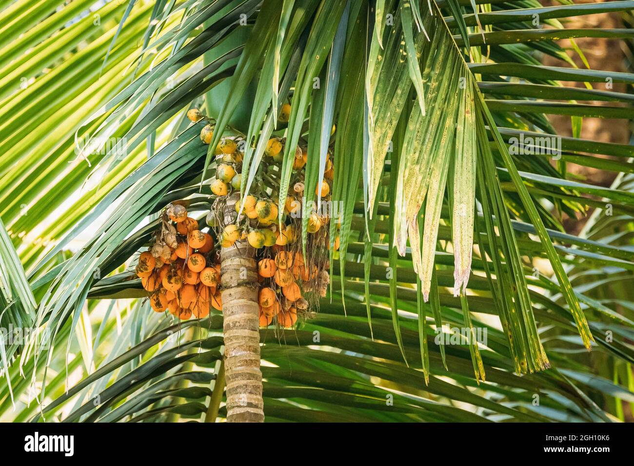 Goa, India. Areca Catechu Palm With Narcotic Nuts On Background Green ...